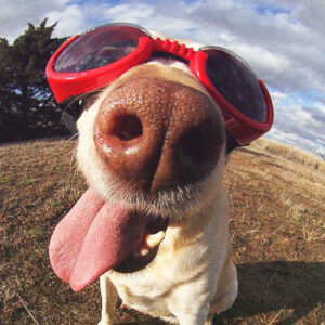 Funny Dog PFPs - Funny PFP for Discord, TikTok, WhatsApp, IG