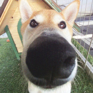 Funny Dog PFPs - Funny PFP for Discord, TikTok, WhatsApp, IG