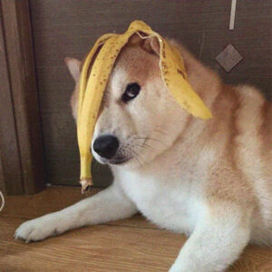 Funny Dog PFPs - Funny PFP for Discord, TikTok, WhatsApp, IG