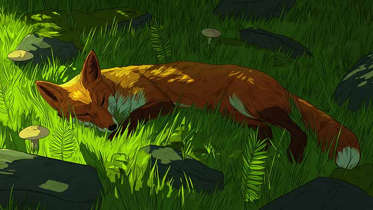 🐾 Wildlife & Pets: HD Wallpapers - Animals Desktop Wallpapers 4K