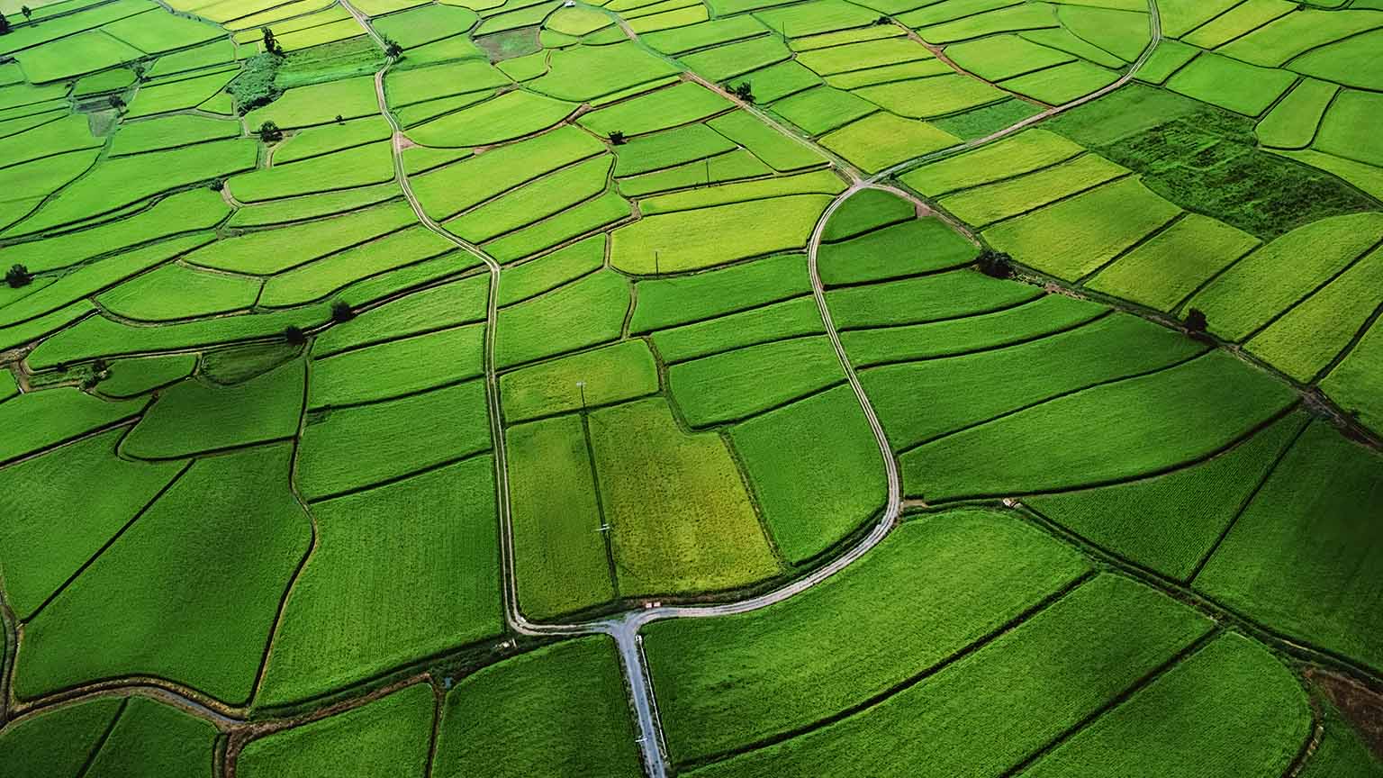 Free Aerial Green Paddy Fields 4K Desktop Wallpaper 4k