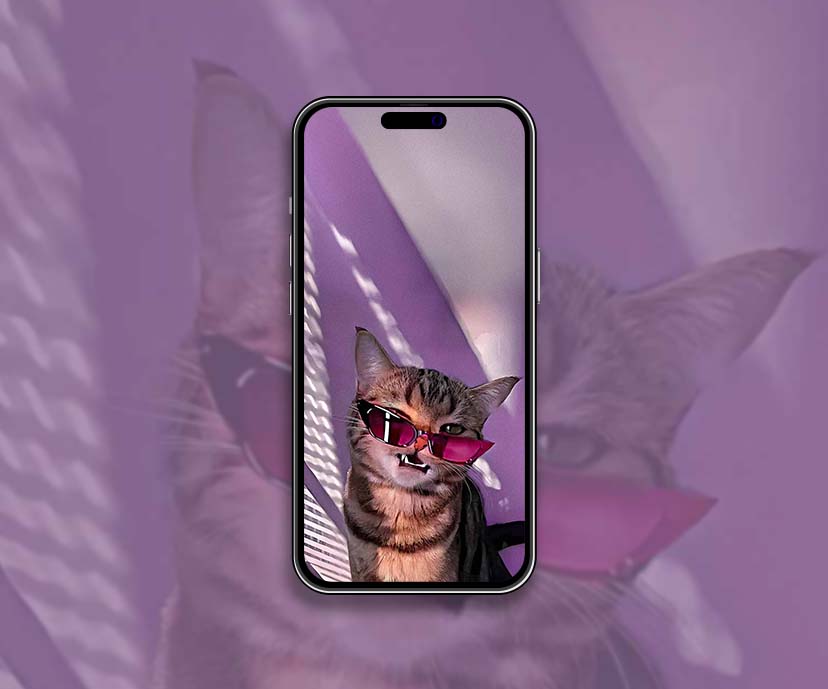 Cool Cat with Pink Sunglasses Wallpapers - Unique HD Wallpapers