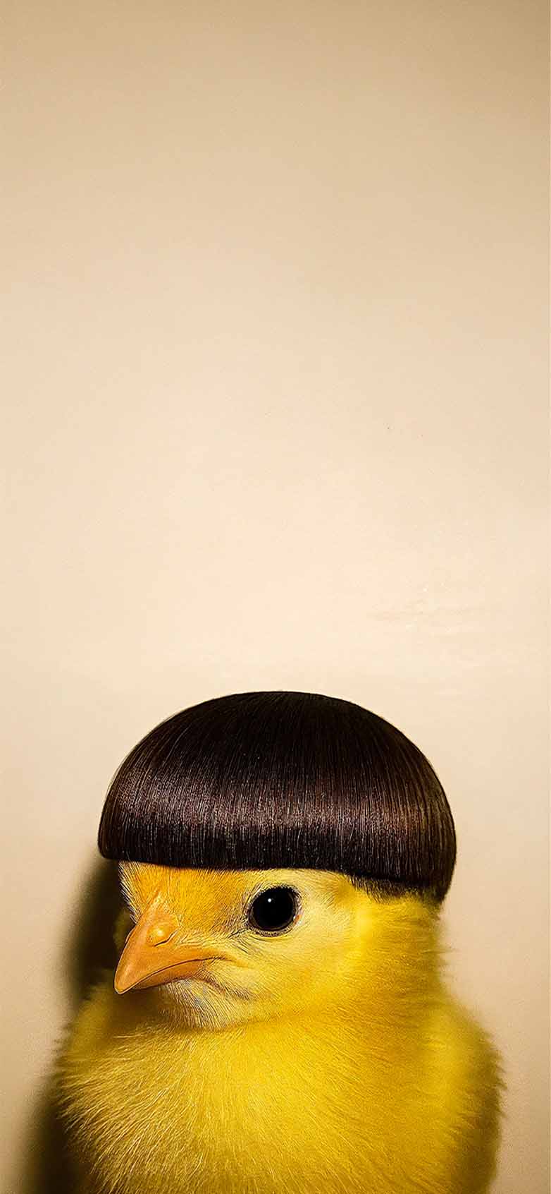 Funny Yellow Chick Bowl Cut Meme Wallpapers - Cool Wallpapers