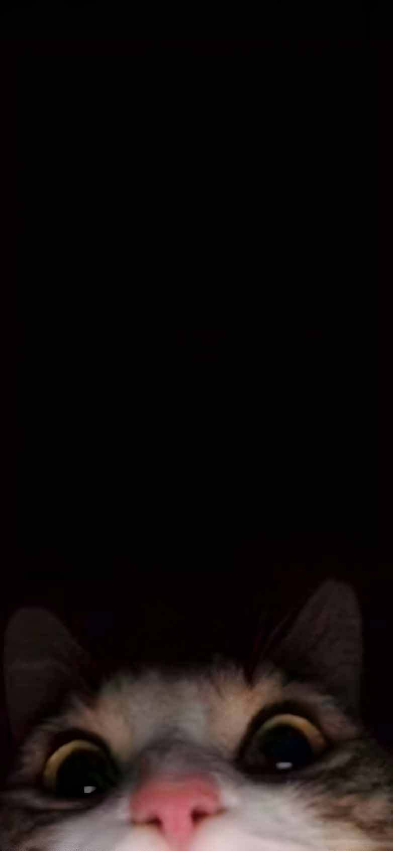 Funny Cat Peeking From Bottom Meme Wallpapers - HD Wallpapers