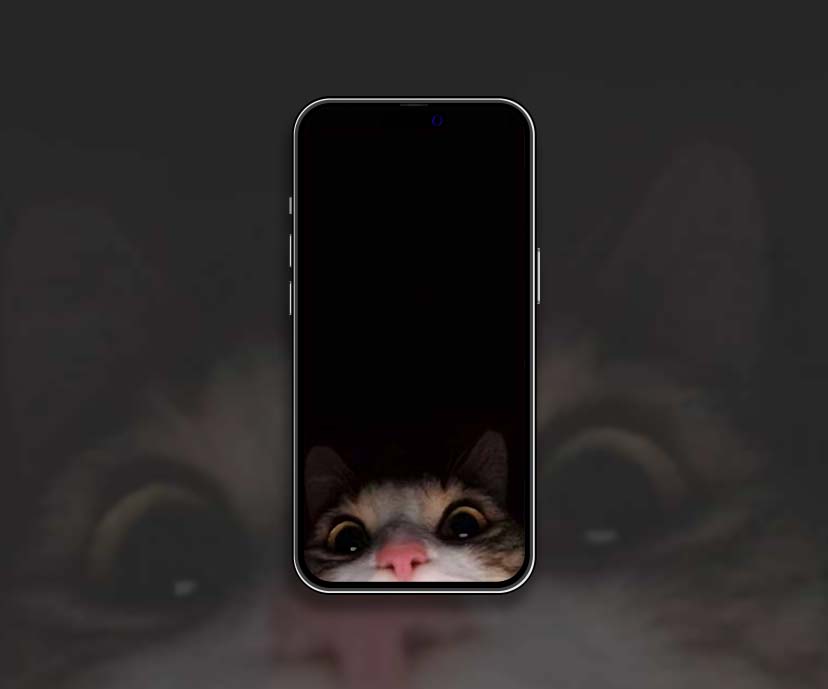 Funny Cat Peeking From Bottom Meme Wallpapers - HD Wallpapers