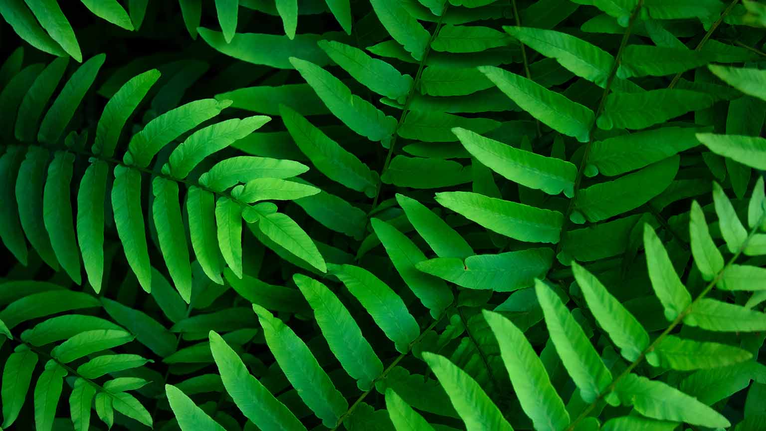 Free Vibrant Green Fern Foliage Closeup Desktop Wallpaper