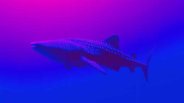 Free Whale Shark Swimming In Neon Blue Void Desktop Wallpaper